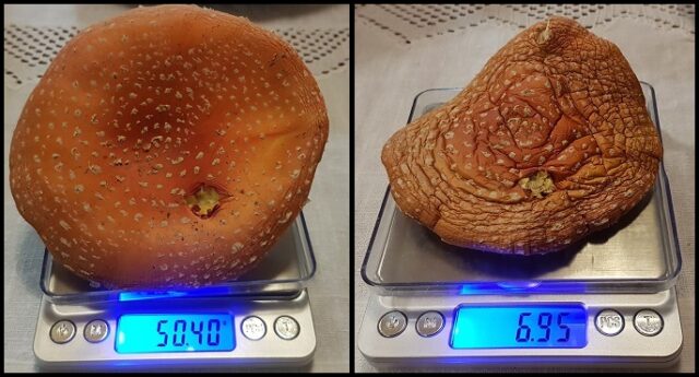 Muchomor Czerwony Amanita Muscaria - dlaczego stał się tak popularny?